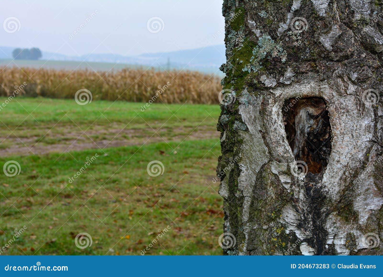 Tree Cavity, with Green Meadow in Nature Stock Image - Image of hollow ...