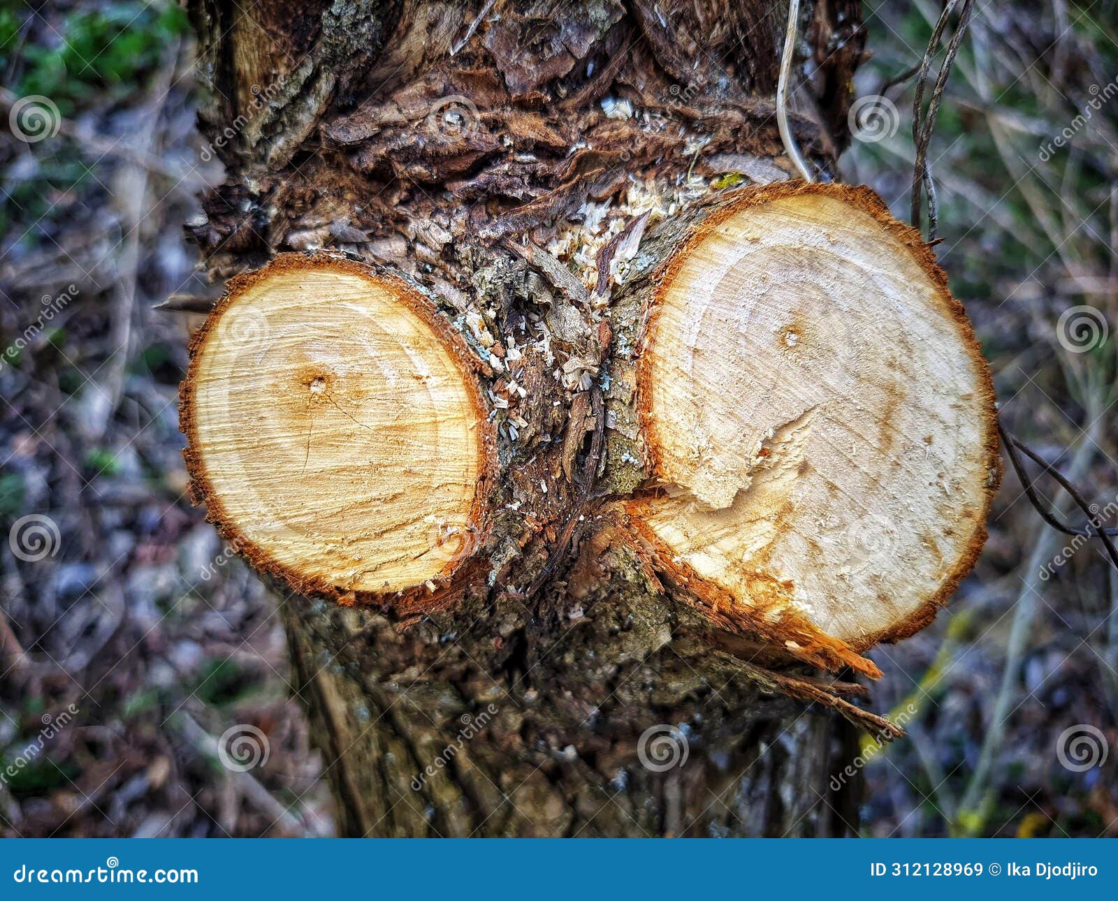 Tree Cavity stock image. Image of large, cement, cavity - 312128969