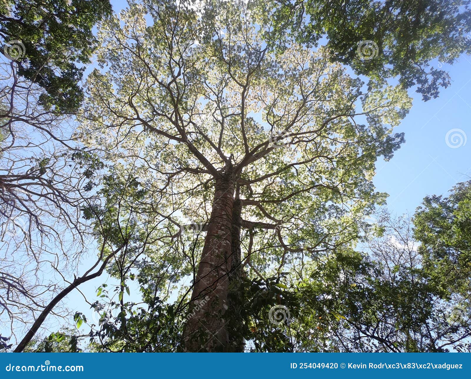 Tree stock photo. Image of ceiba, green, tree, photographed - 254049420