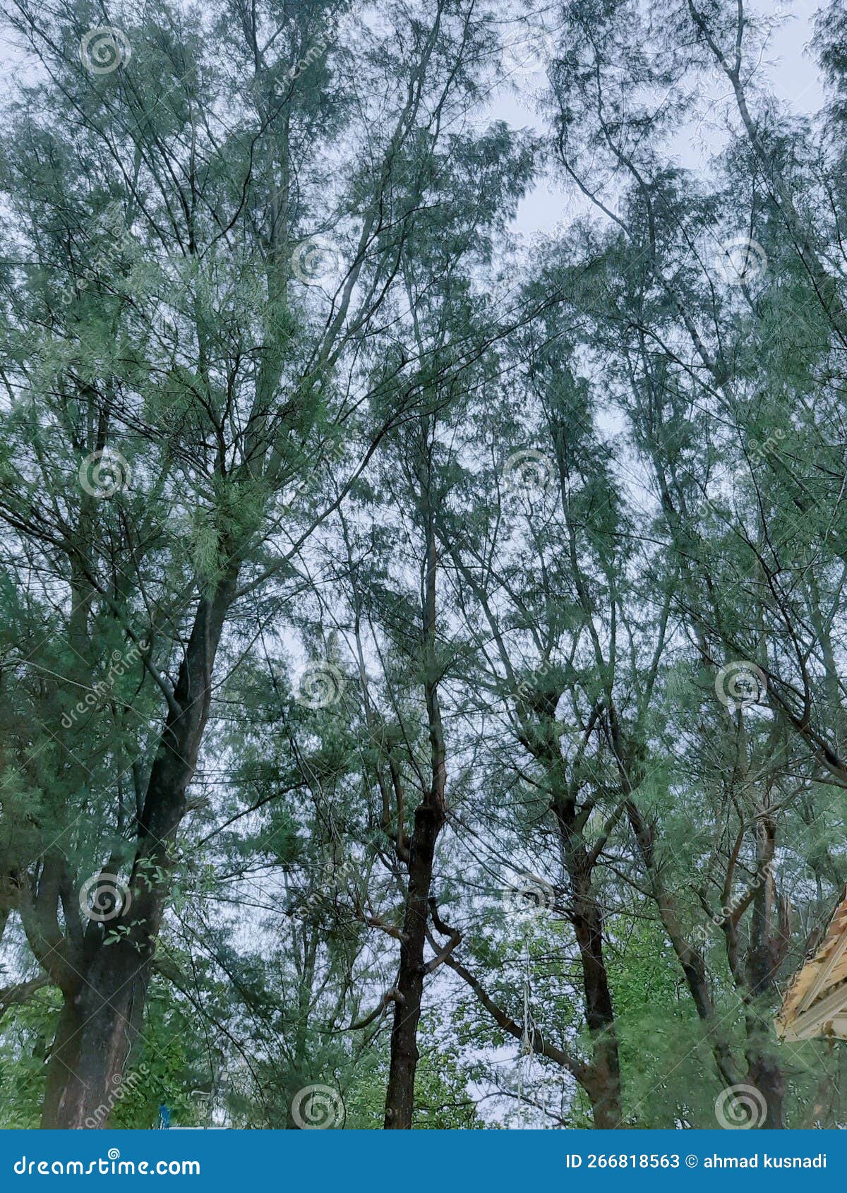 Tree of cemara stock image. Image of beautiful, green - 266818563