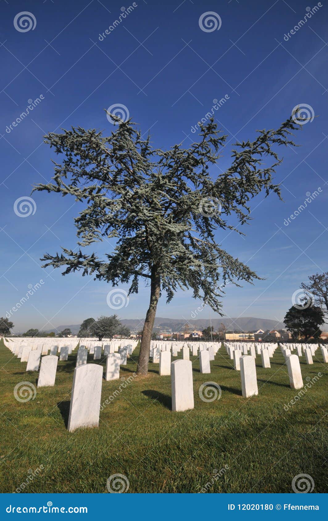 Tree in a Cemetery with Lots of Gravestones Stock Photo - Image of ...