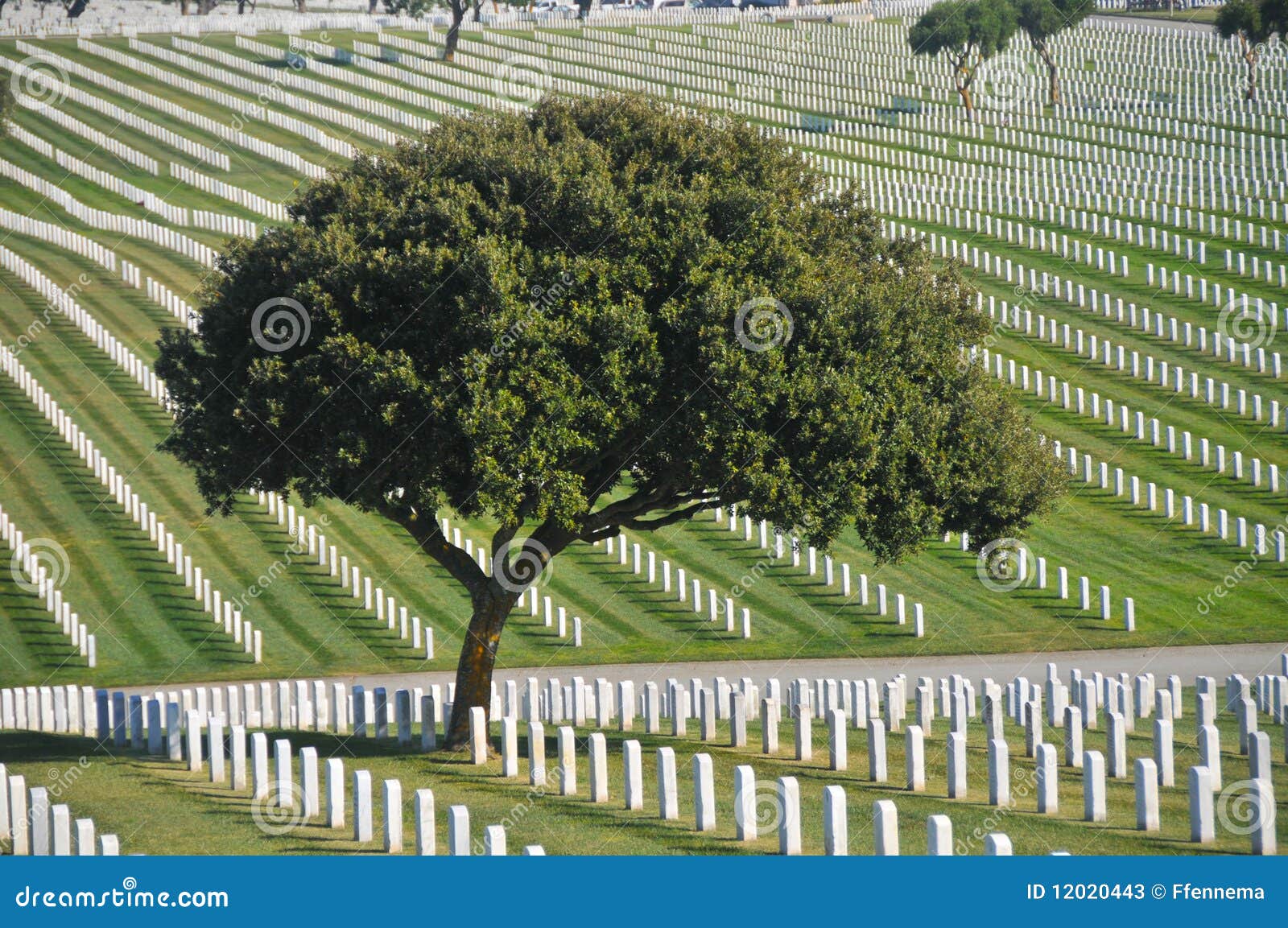 Tree in a Cemetery with Lots of Gravestones Stock Image - Image of tree ...