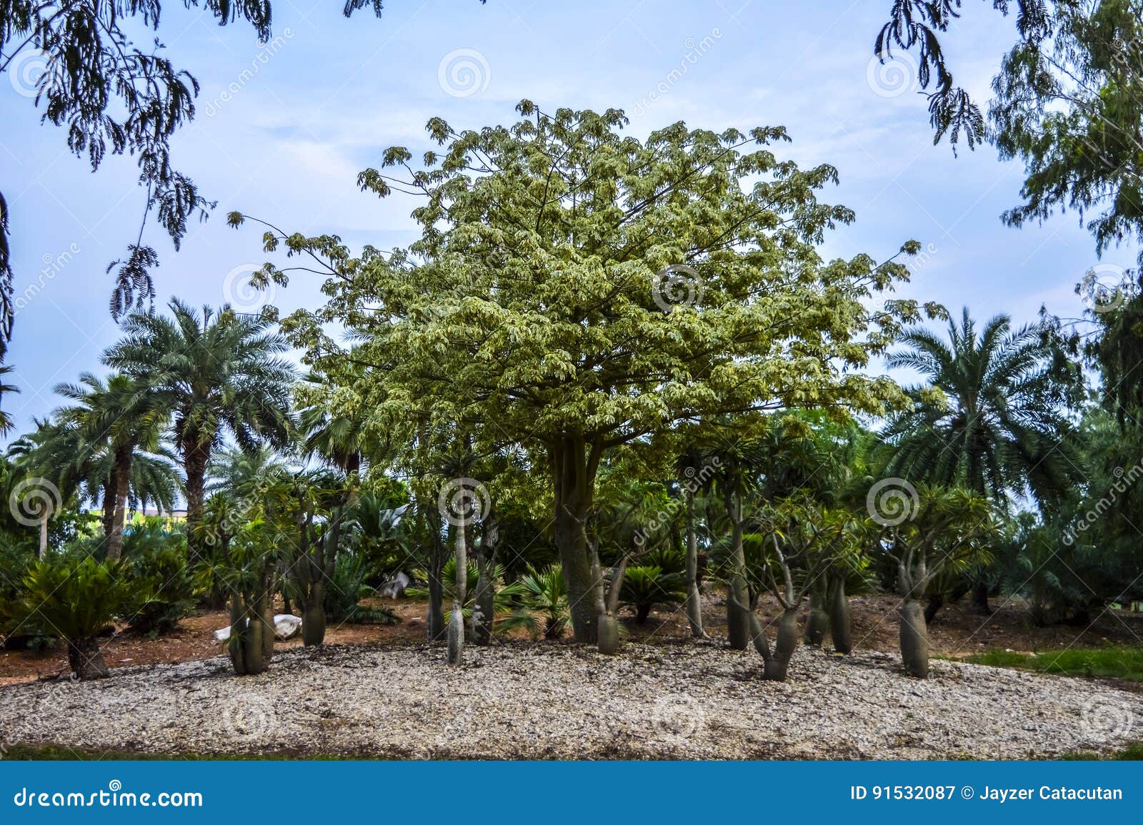 Tree in the Center stock image. Image of grass, landscape - 91532087