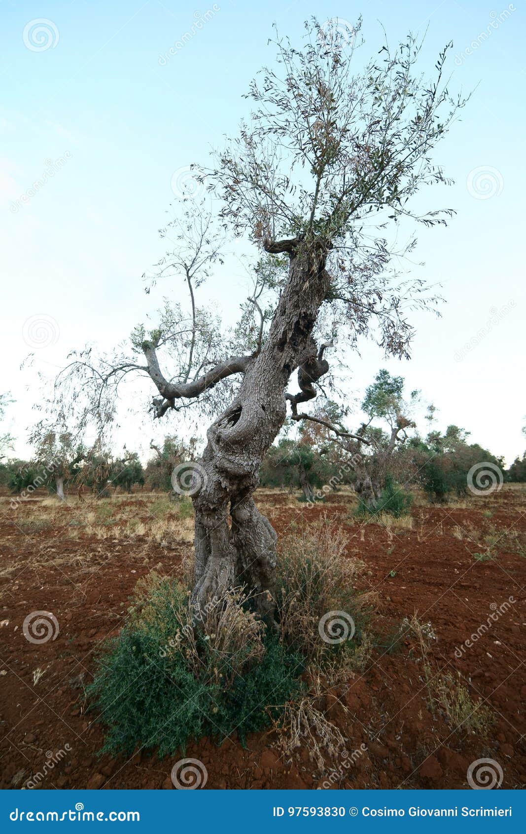 Tree of Centuries-old Olive Tree Stock Photo - Image of centuriesold ...