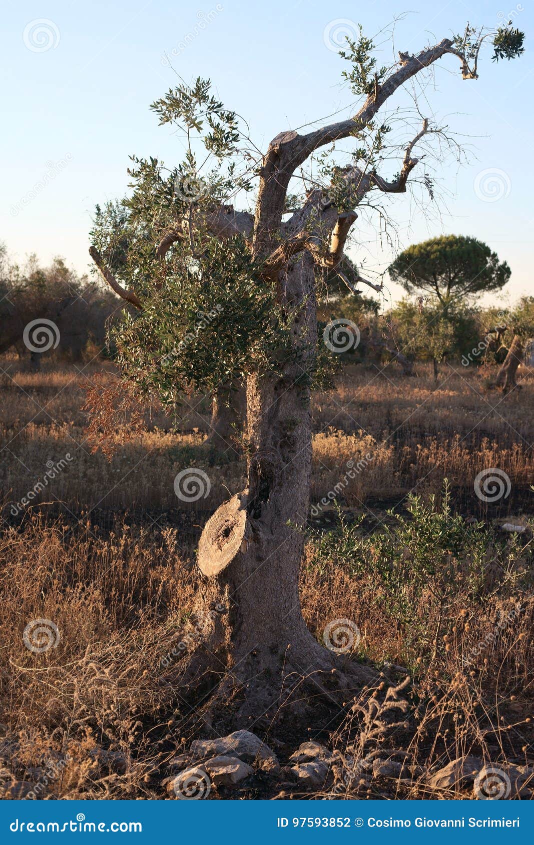 Tree of Centuries-old Olive Tree Stock Photo - Image of flower ...
