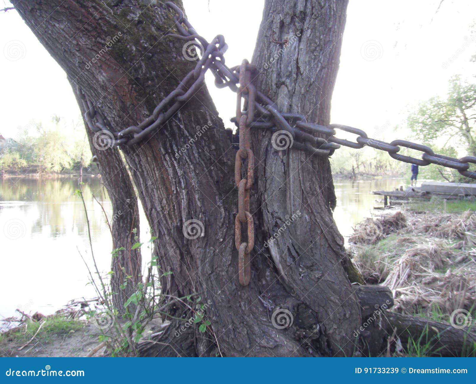 The tree in chains stock image. Image of iron, chain - 91733239