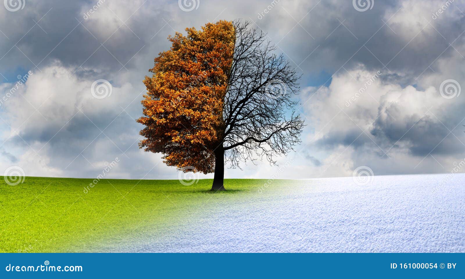 Tree in the Change of the Seasons Stock Photo - Image of people ...