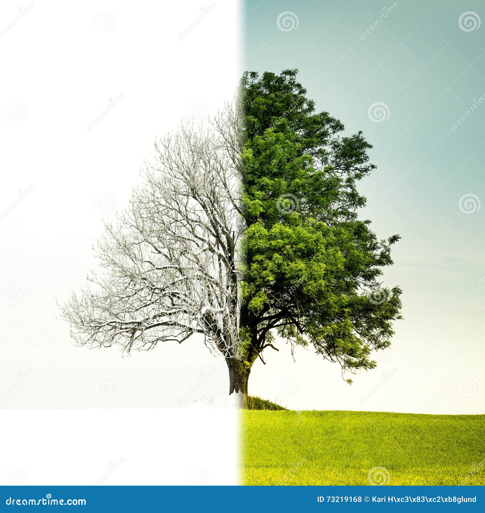 Tree Change from Winter To Summer Stock Photo - Image of landscape ...