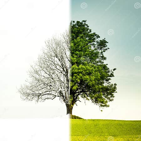 Tree Change from Winter To Summer Stock Photo - Image of landscape ...