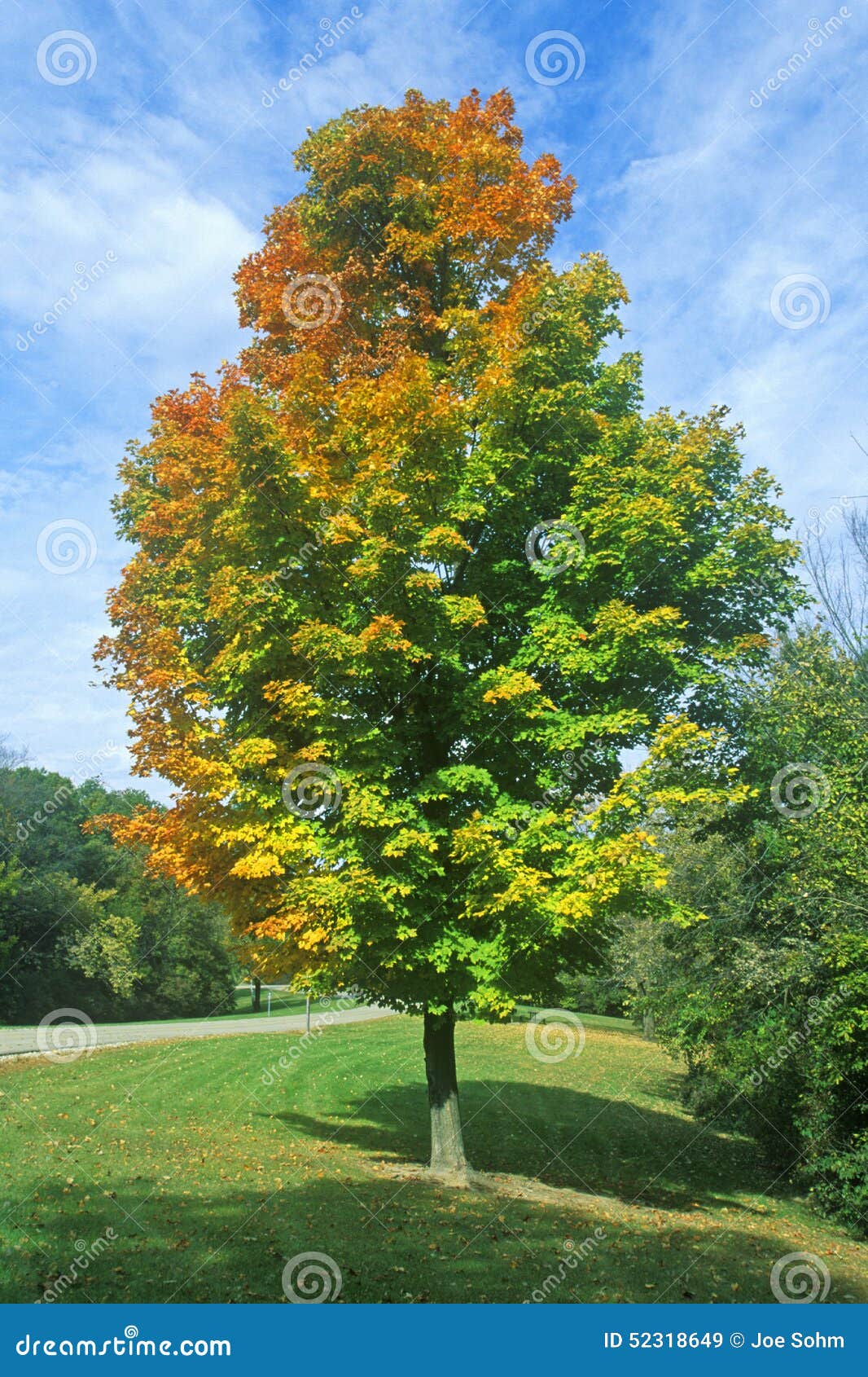 Tree with Changing Leaves, IL Stock Image - Image of world, change ...