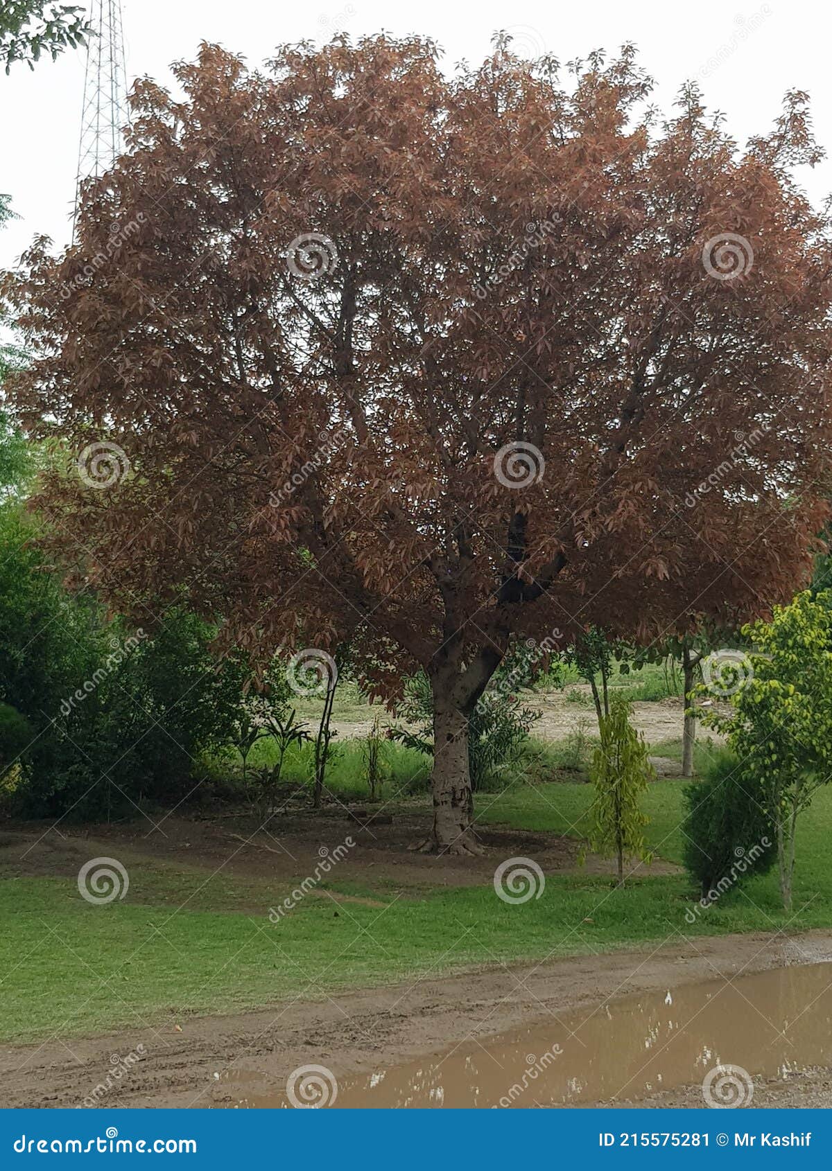 Tree Changing Leaves in Spring Stock Image - Image of grass, leaves ...