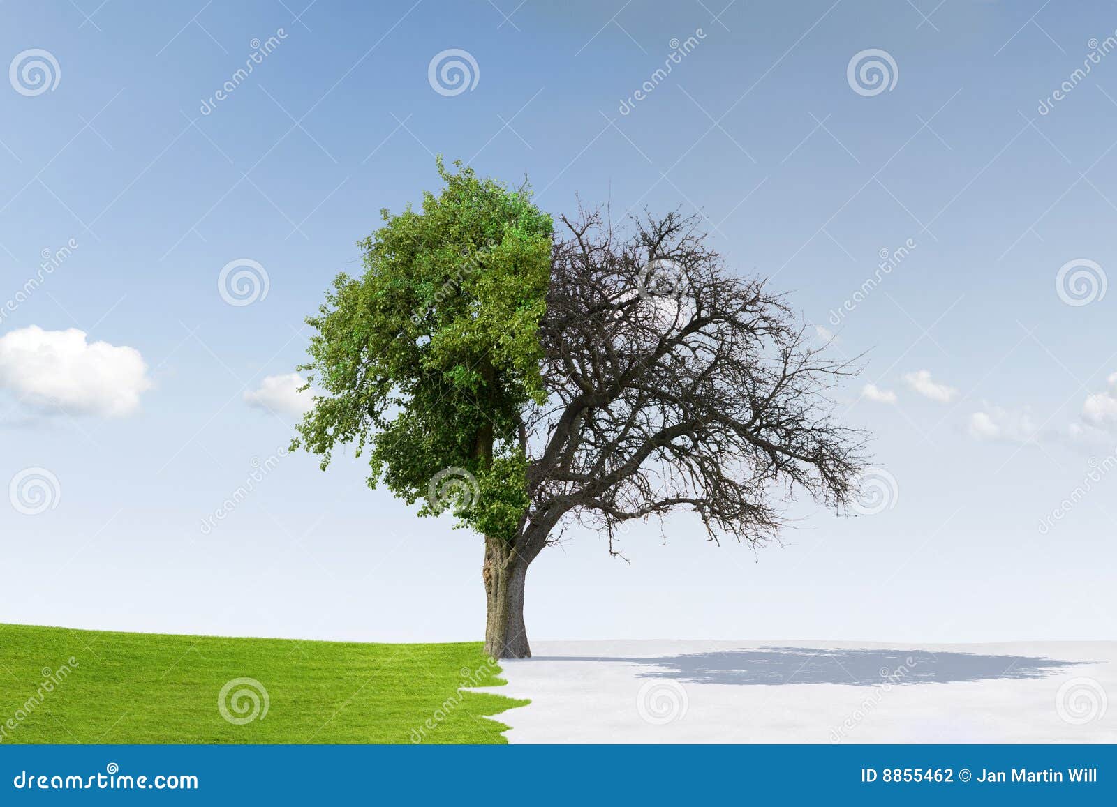 Trees Changing Seasons