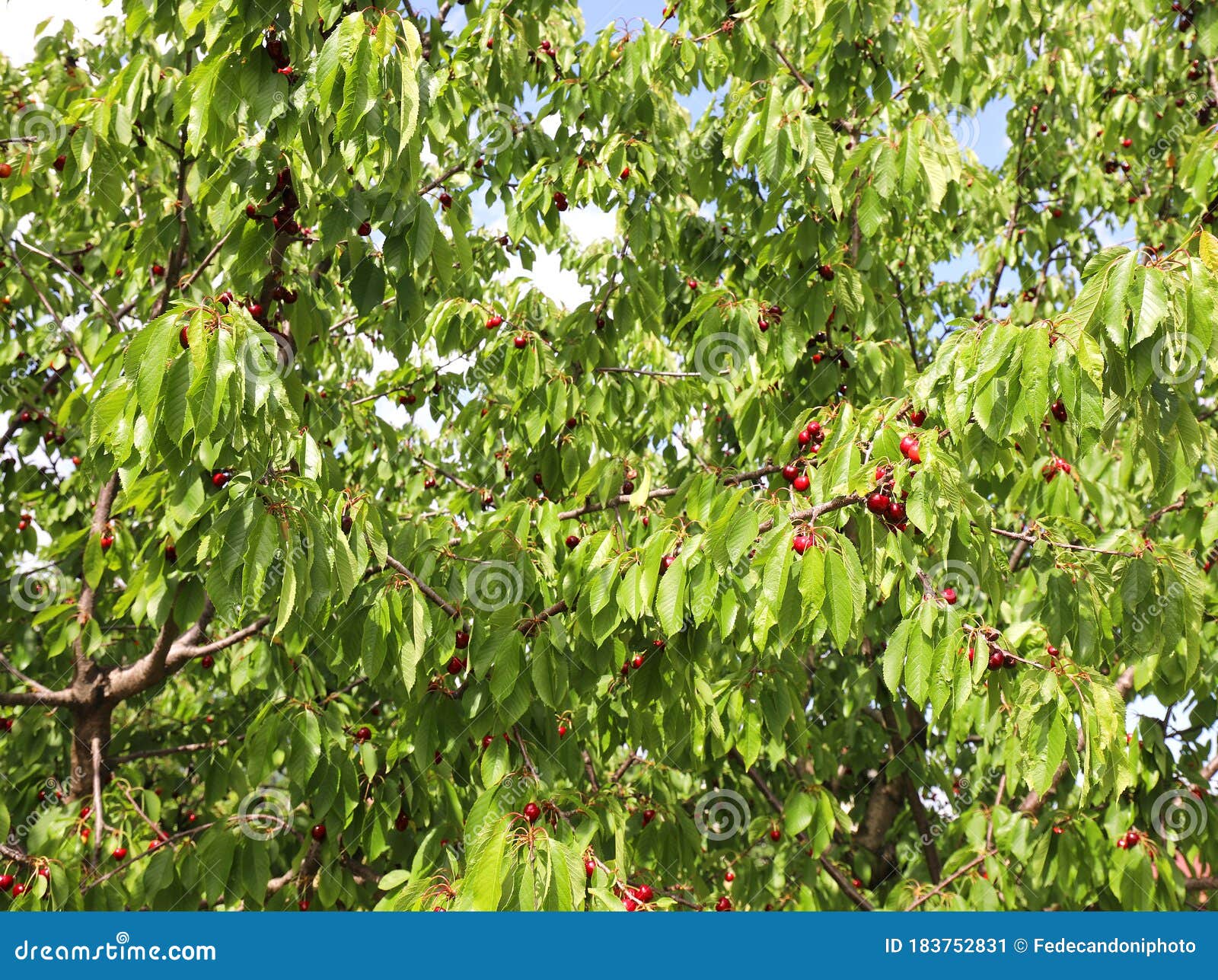 Tree of Cherry with Branches Full of Many Ripe Red Cherries Rea Stock ...