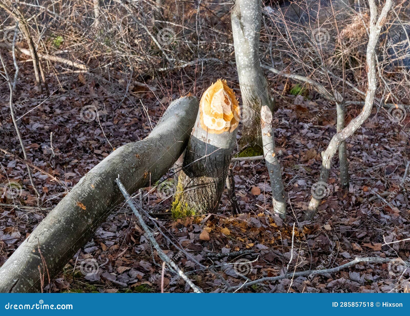 Tree Chewed by Beaver in Forest Stock Photo - Image of plant, rock ...