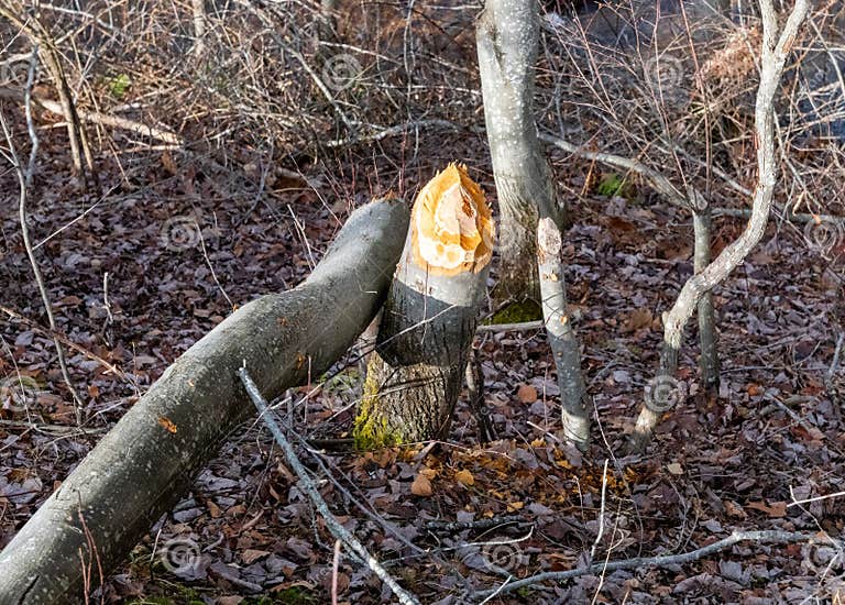 Tree Chewed by Beaver in Forest Stock Photo - Image of plant, rock ...
