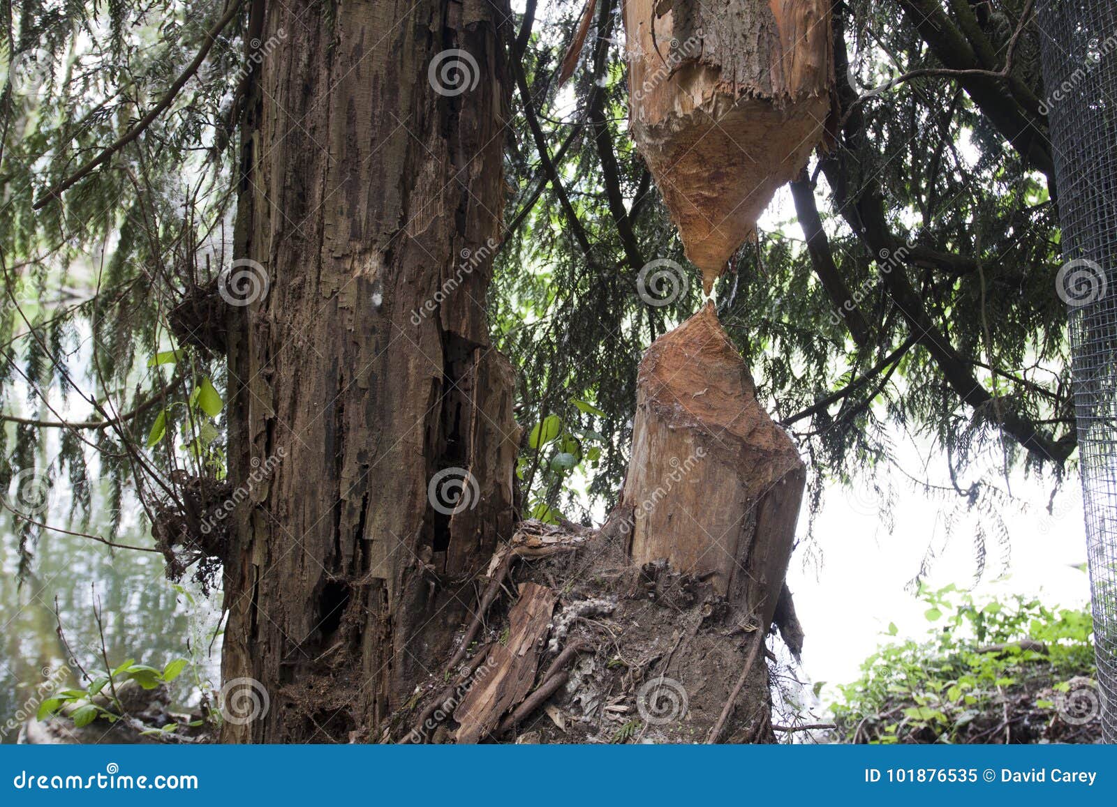 Tree chewed by beavers stock image. Image of fell, wasted - 101876535