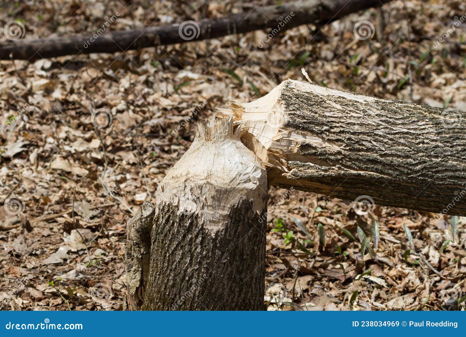 A Tree that Chewed through and Fallen by a Beaver Stock Image - Image ...