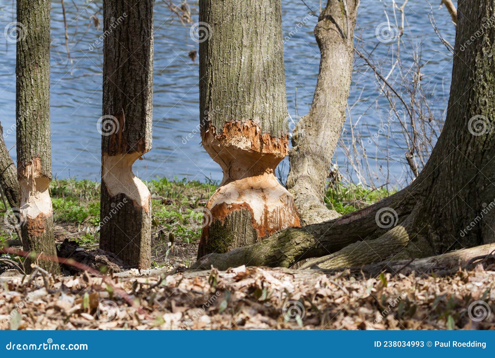 A Tree that Chewed through and Fallen by a Beaver Stock Image - Image ...