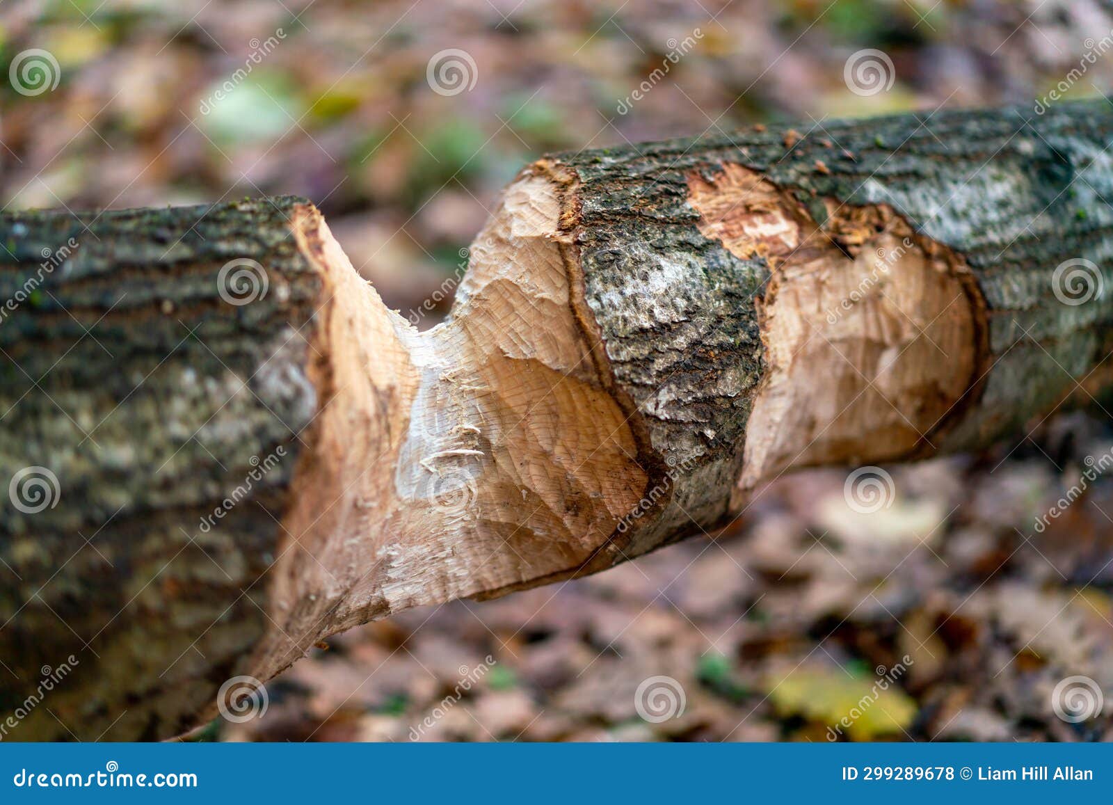 Tree chewed up by a beaver stock photo. Image of wood - 299289678