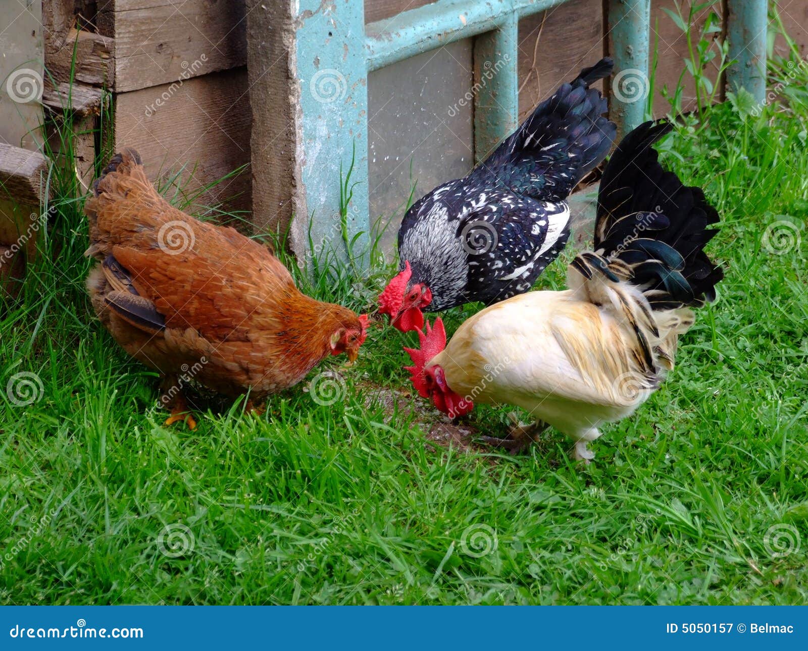 Tree chicken stock image. Image of chicken, chickens, green - 5050157