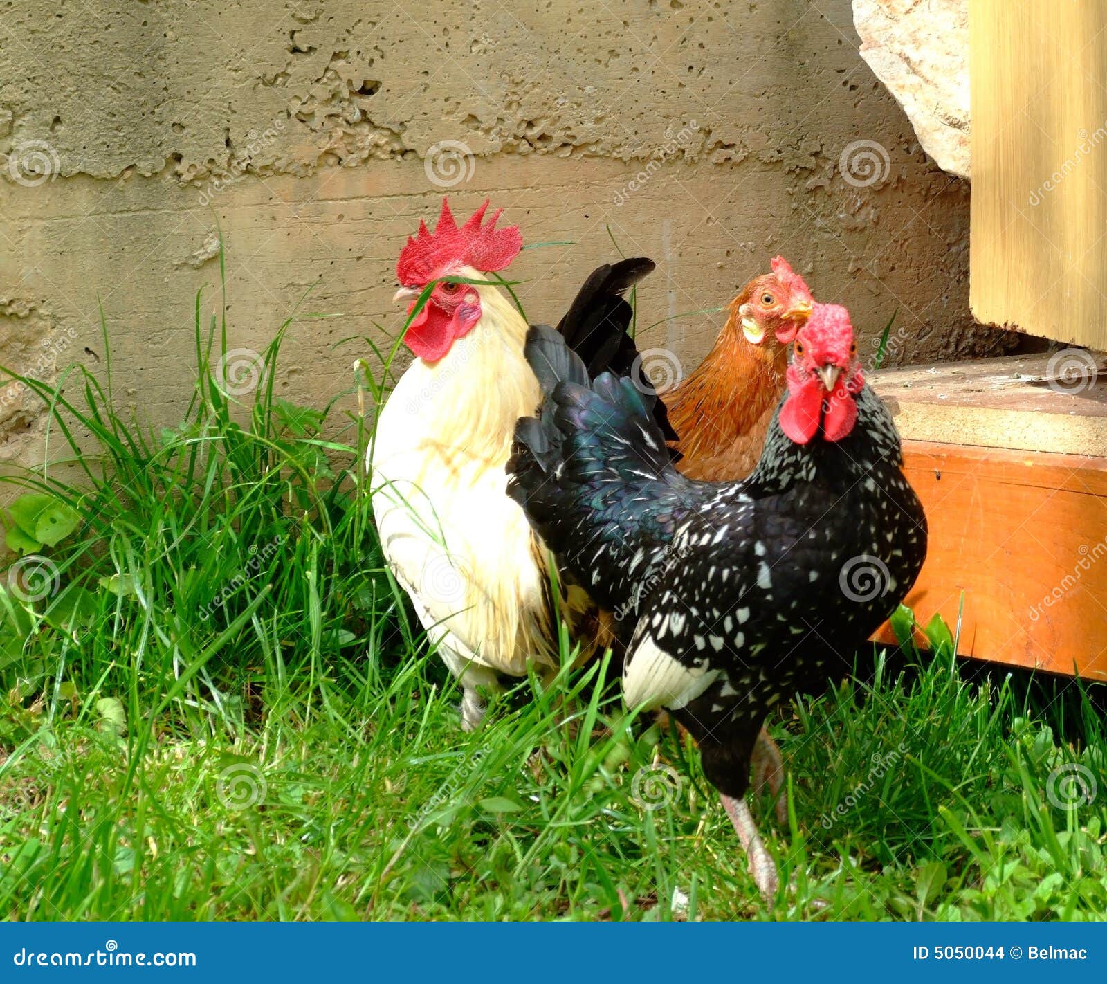 Tree chickens stock photo. Image of cockerel, rooster - 5050044