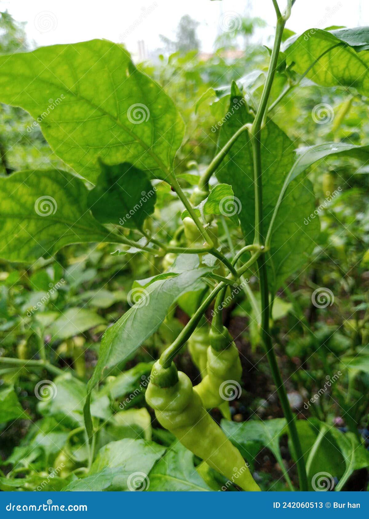 Tree and chili stock image. Image of vegetable, crop - 242060513
