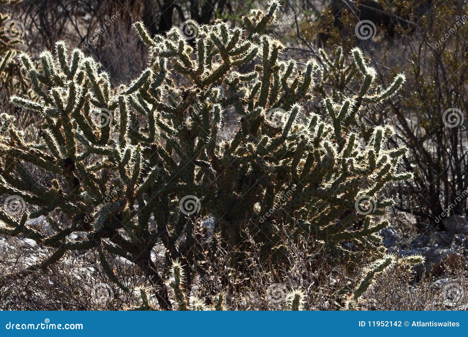 Tree Cholla stock photo. Image of opuntia, heat, cactus - 11952142