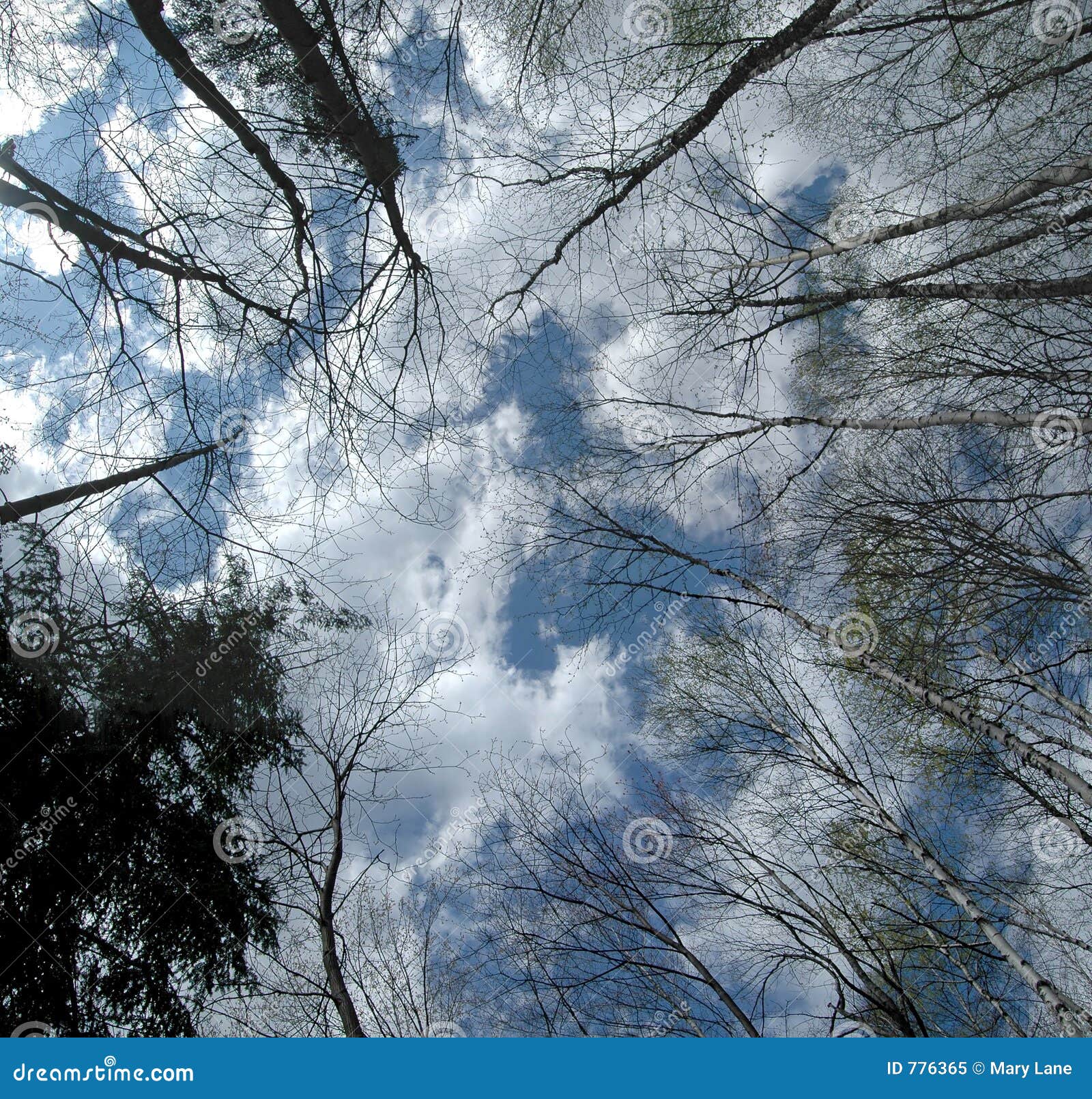 Tree Circle stock image. Image of tree, coniferous, quebec - 776365