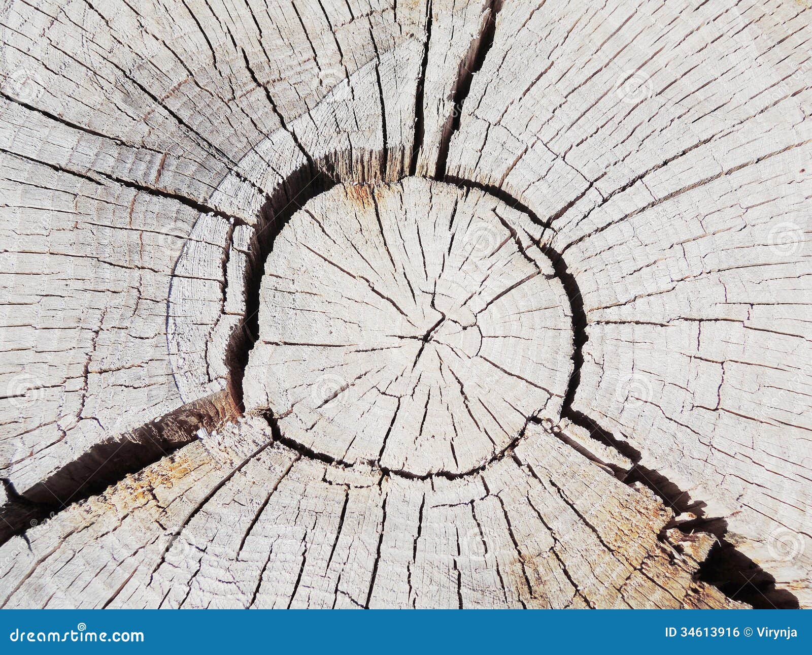 Tree circle texture stock photo. Image of natural, forestry - 34613916
