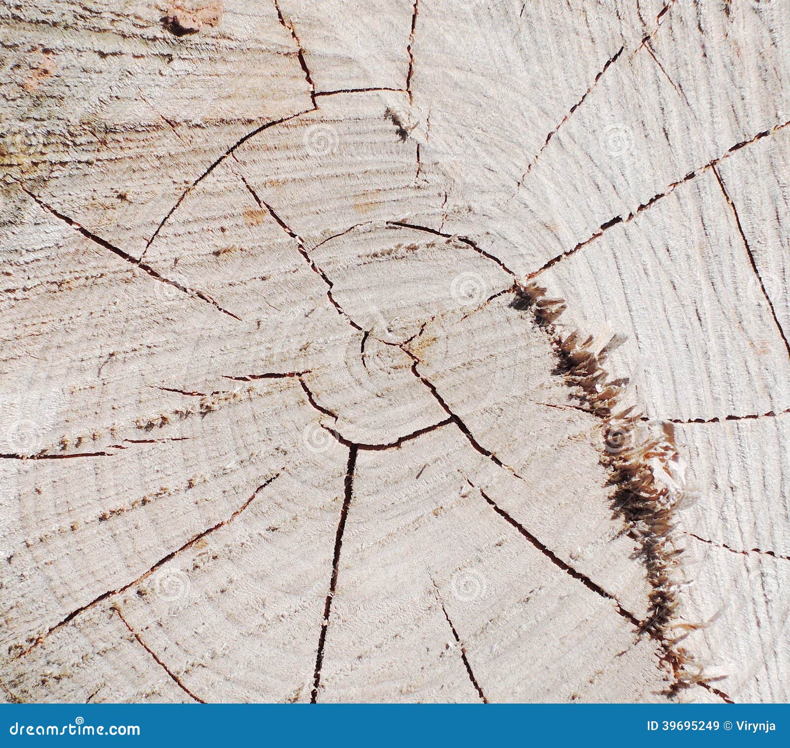 Tree circle texture stock image. Image of detailed, forestry - 39695249
