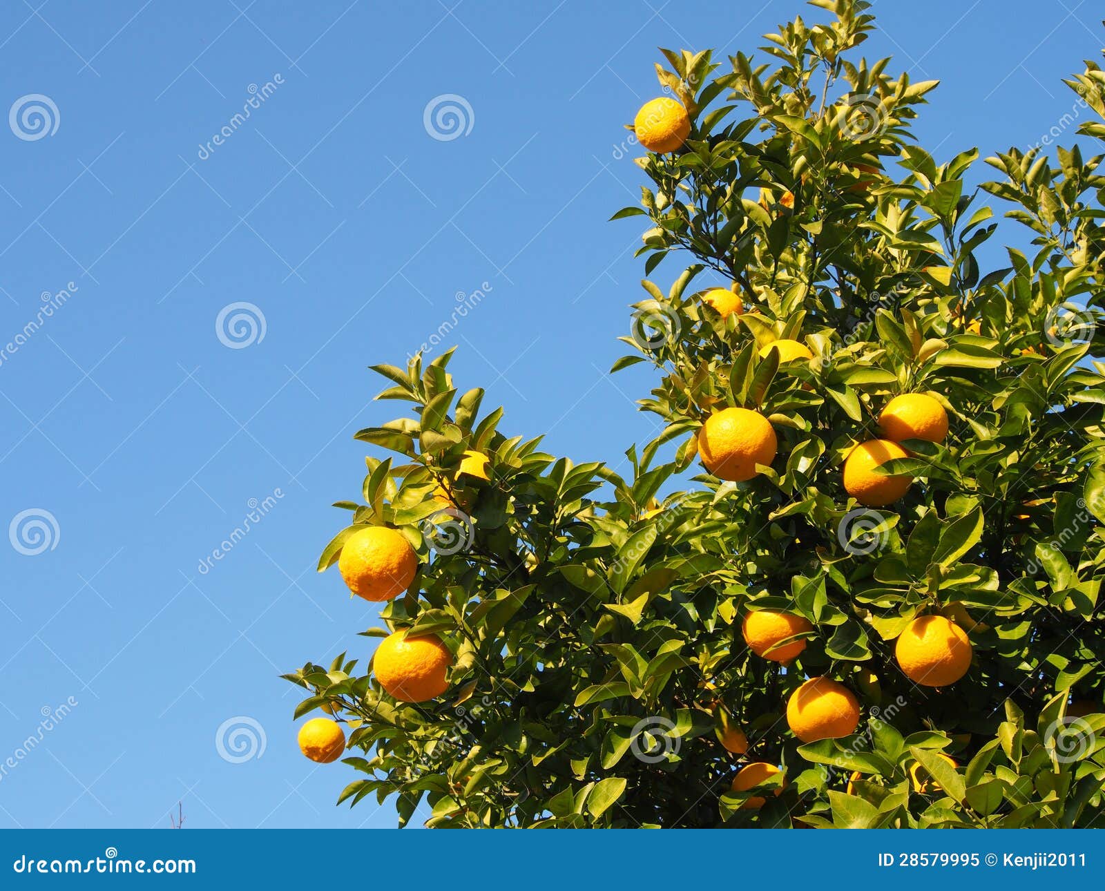 Tree of the Citrus Fruit is Ripe Stock Image - Image of juicy, healthy ...
