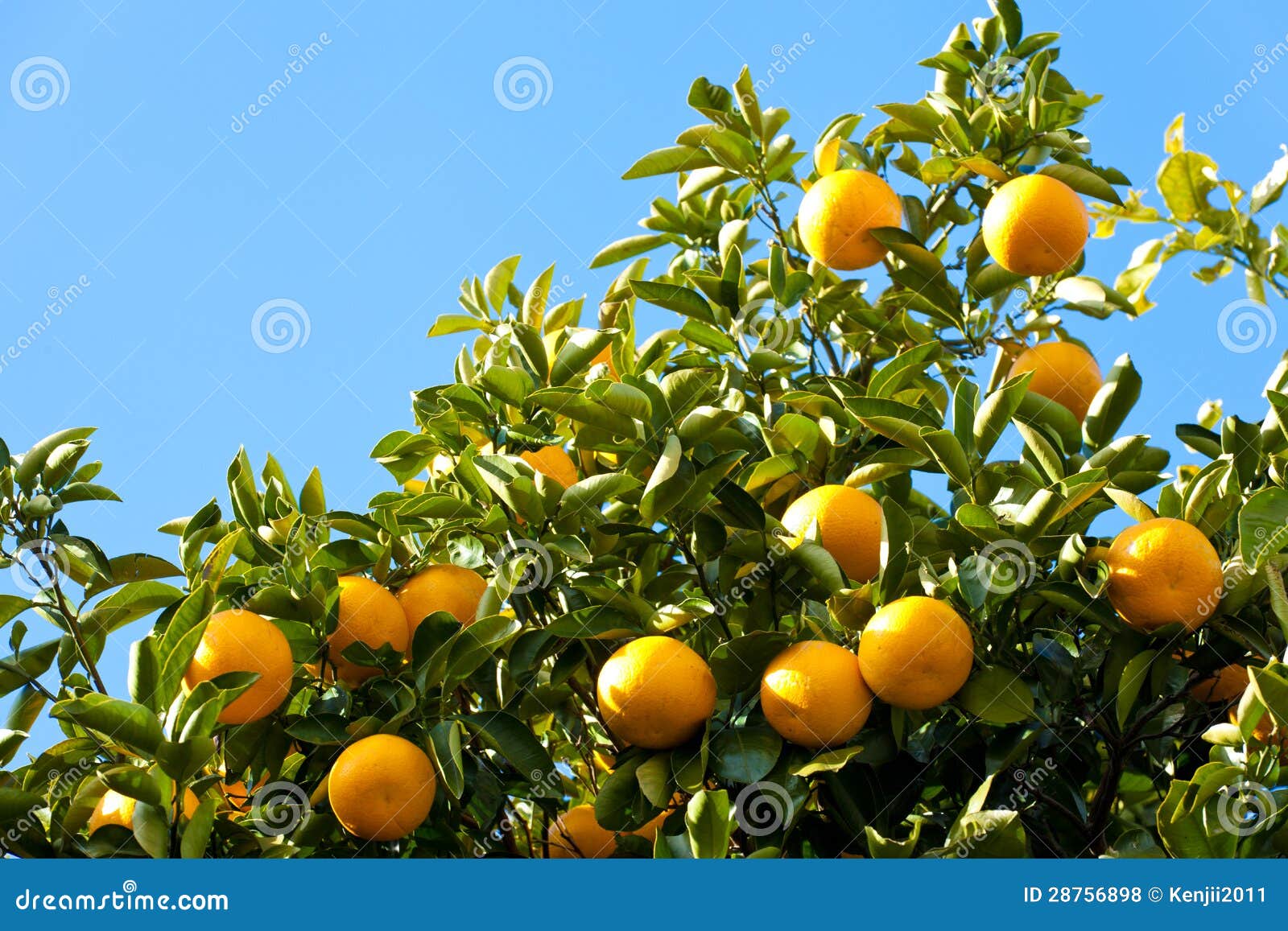 Tree of the Citrus Fruit is Ripe Stock Photo - Image of life, exotic ...