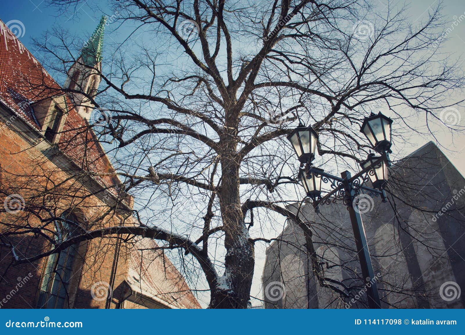 A tree in a city stock photo. Image of city, buildings - 114117098