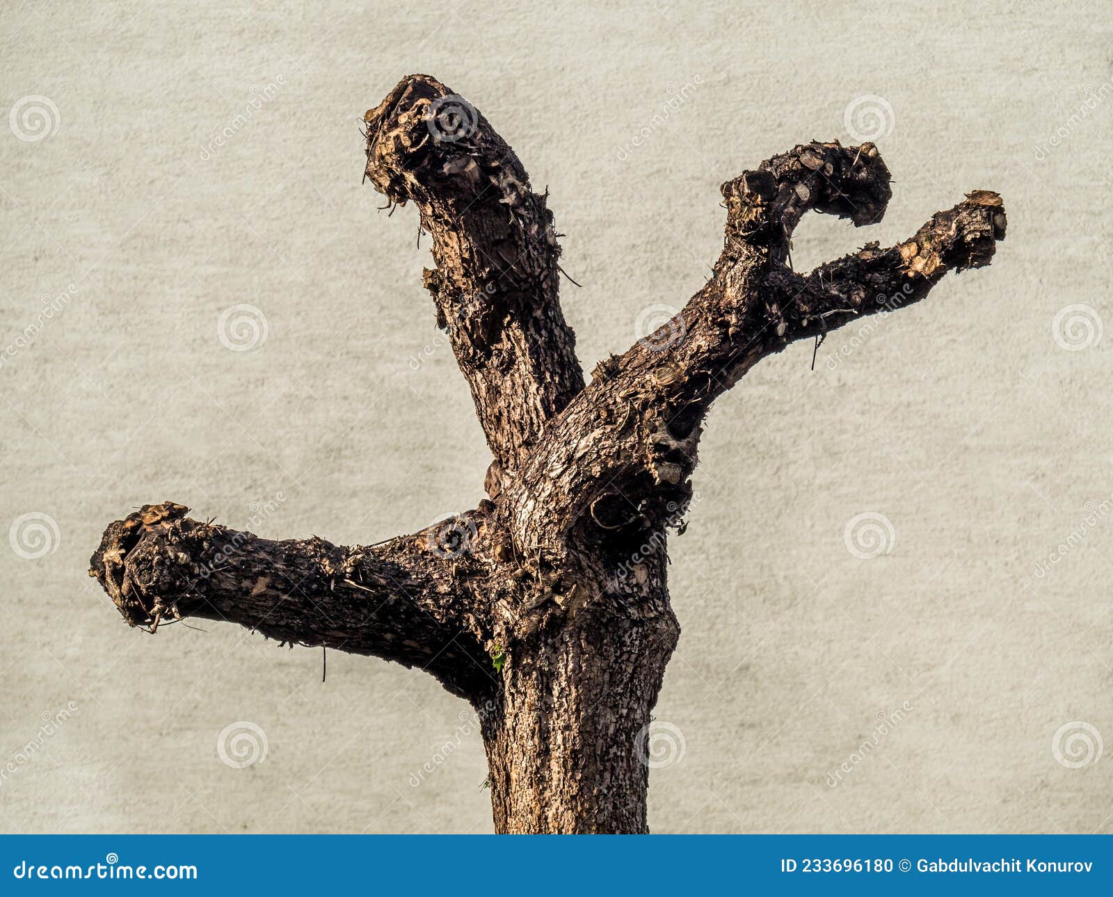 Tree with Completely Cutted Branches Stock Photo - Image of gray ...