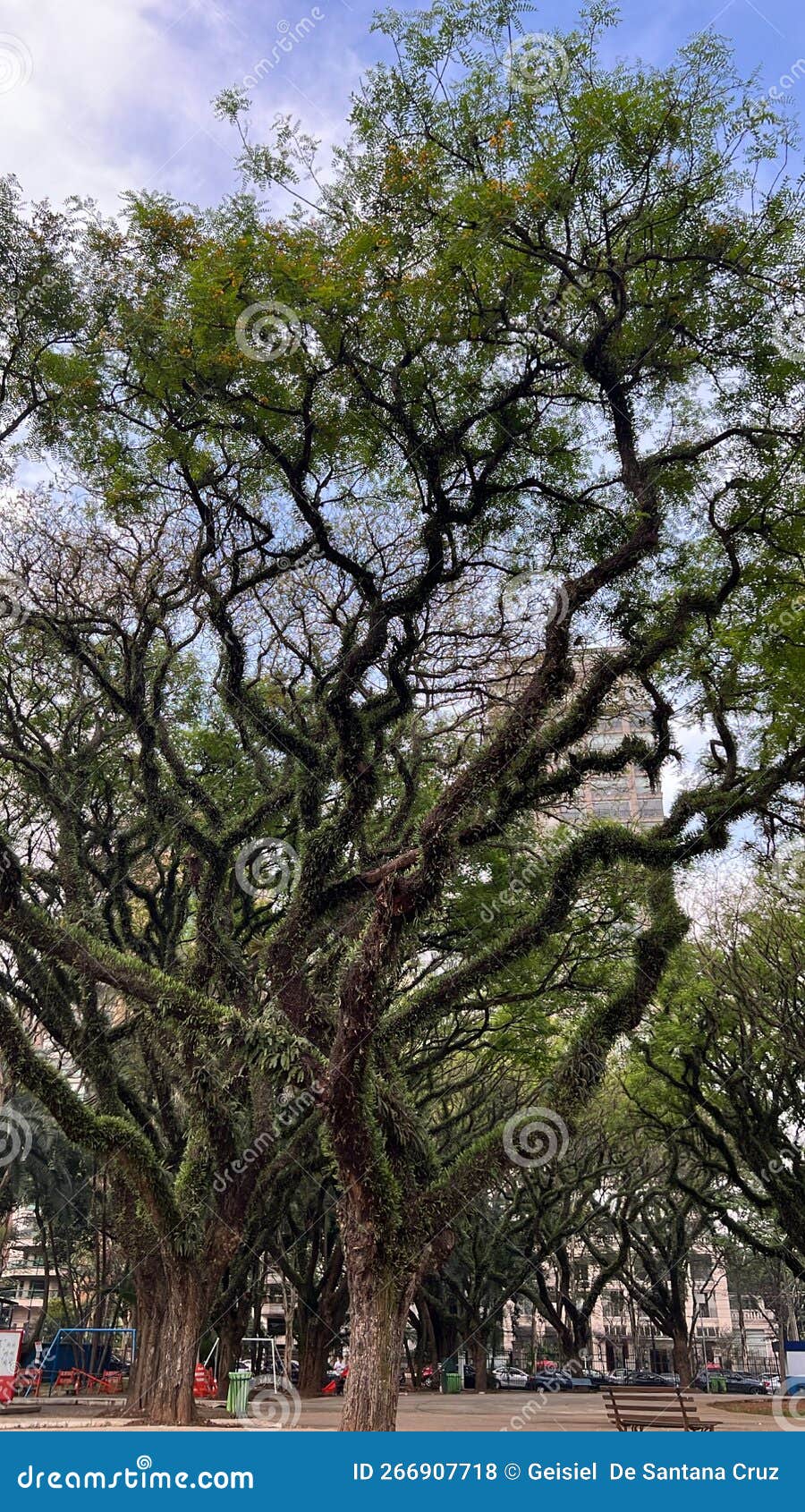 Tree in the city stock photo. Image of deciduous, garden - 266907718