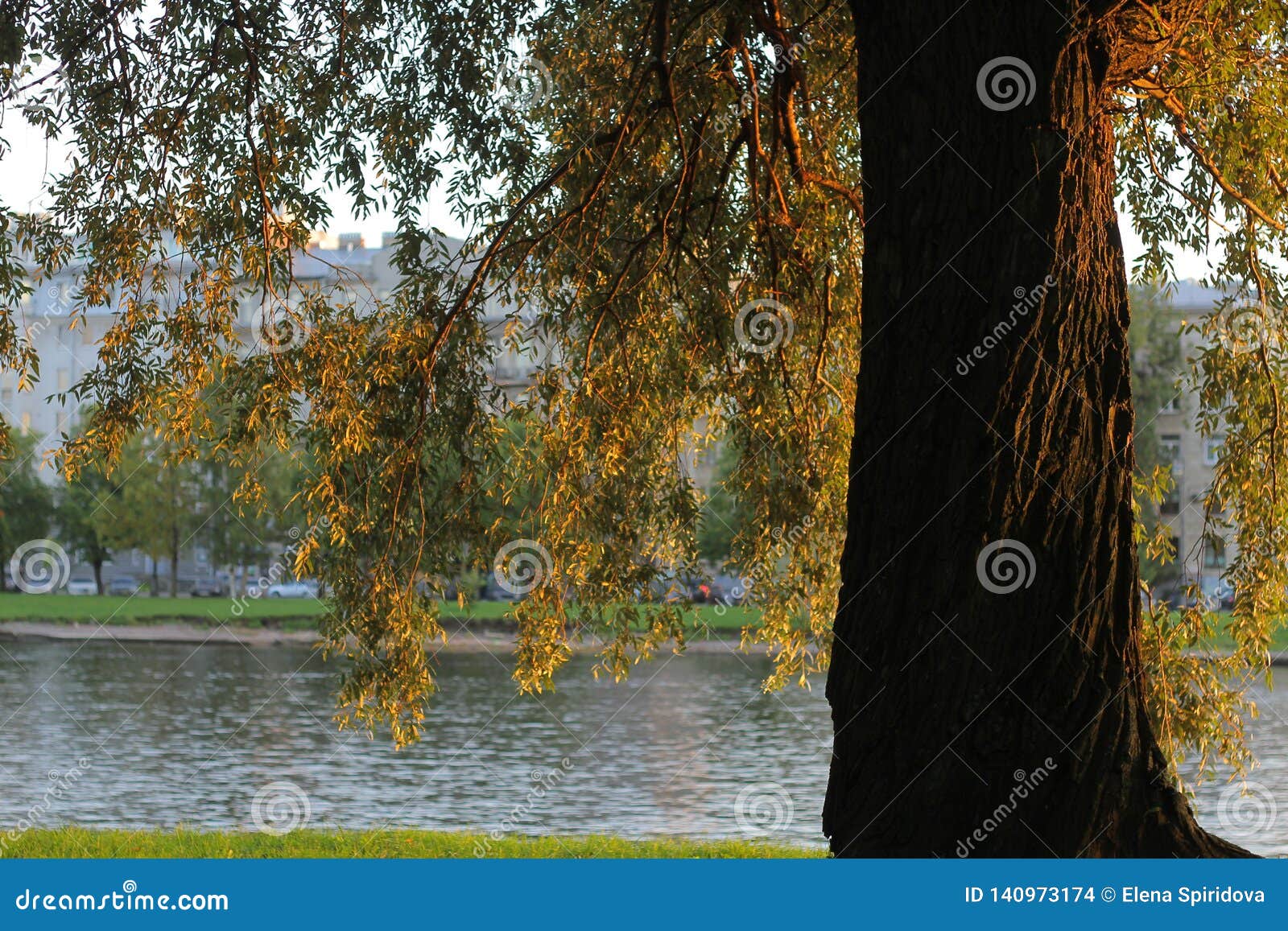 Tree in the city stock photo. Image of green, landsc - 140973174