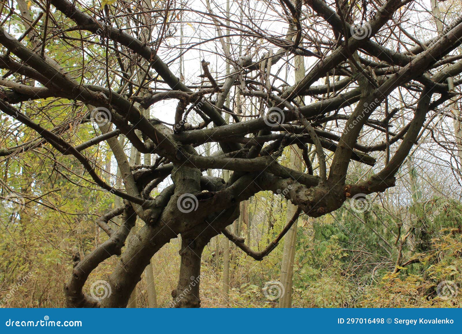 A Tree with a Curved Trunk and Branches. Canada. Stock Photo - Image of ...
