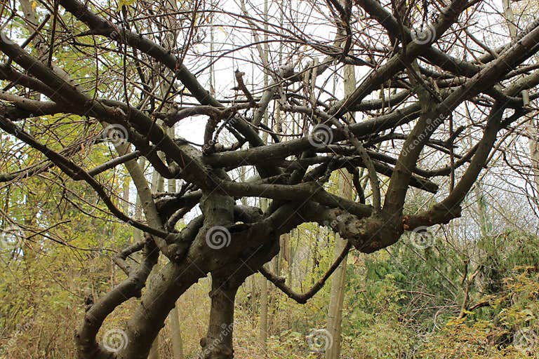 A Tree with a Curved Trunk and Branches. Canada. Stock Photo - Image of ...
