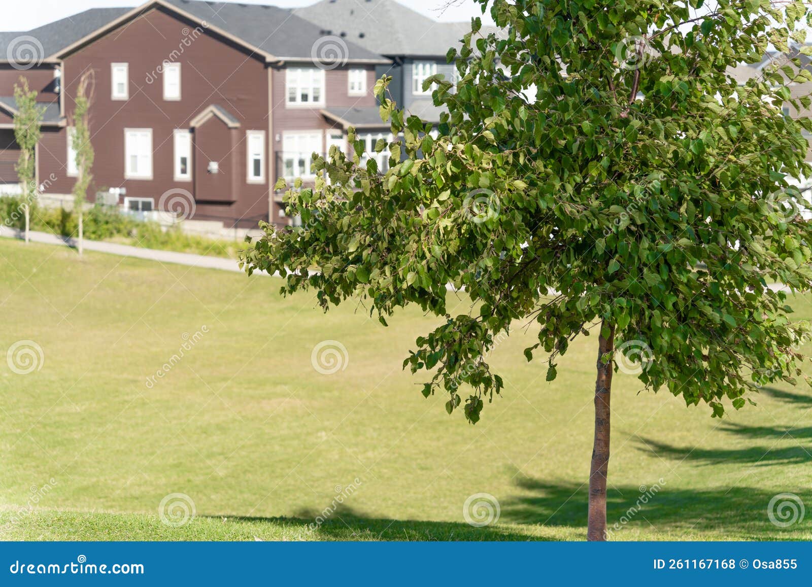 Tree in a City Public Park in Calgary Stock Photo - Image of calgary ...
