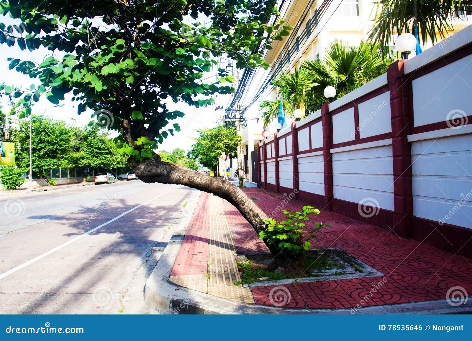 Tree in the city stock photo. Image of street, road, nature - 78535646