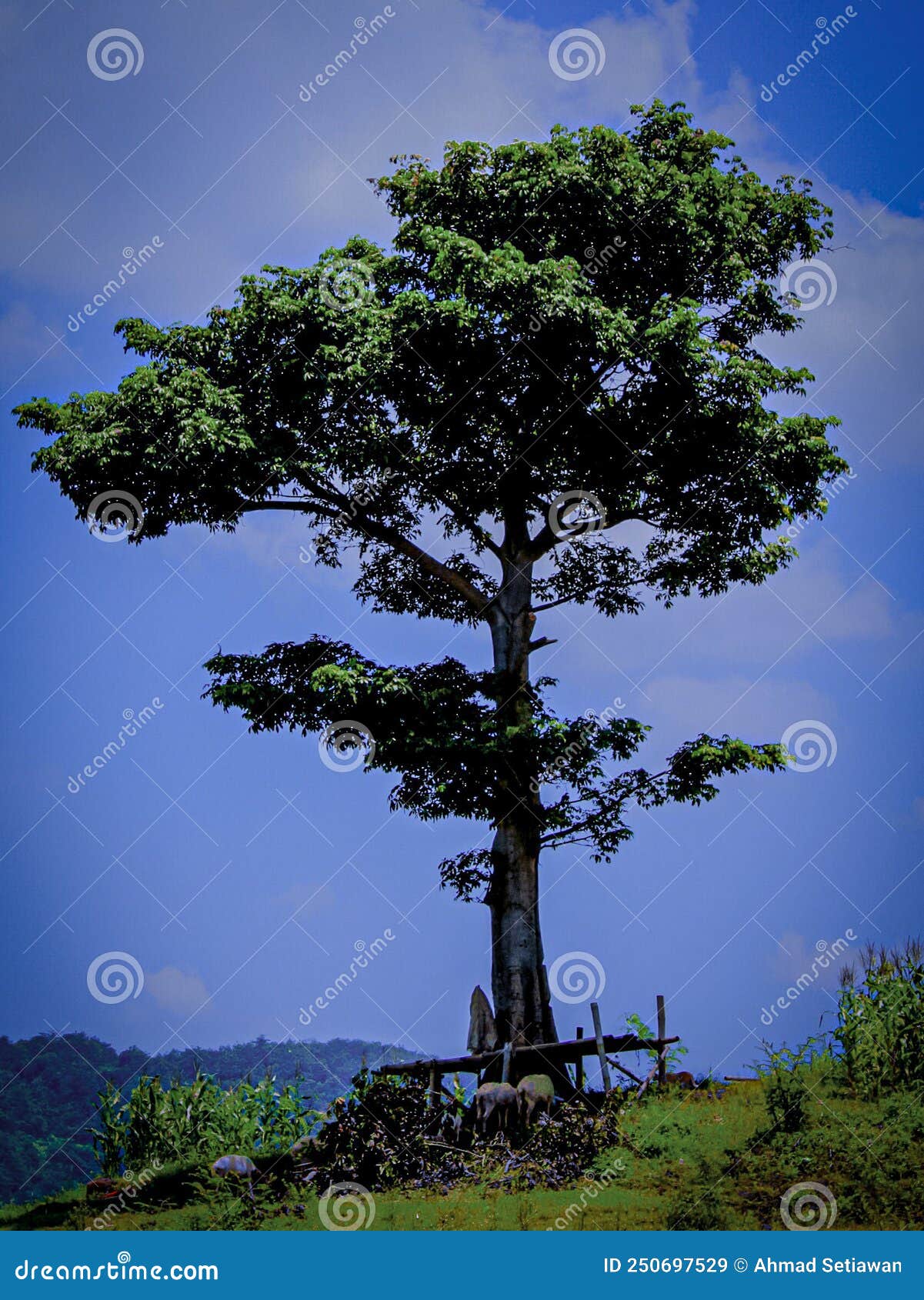 The tree of civilization stock image. Image of lonely - 250697529