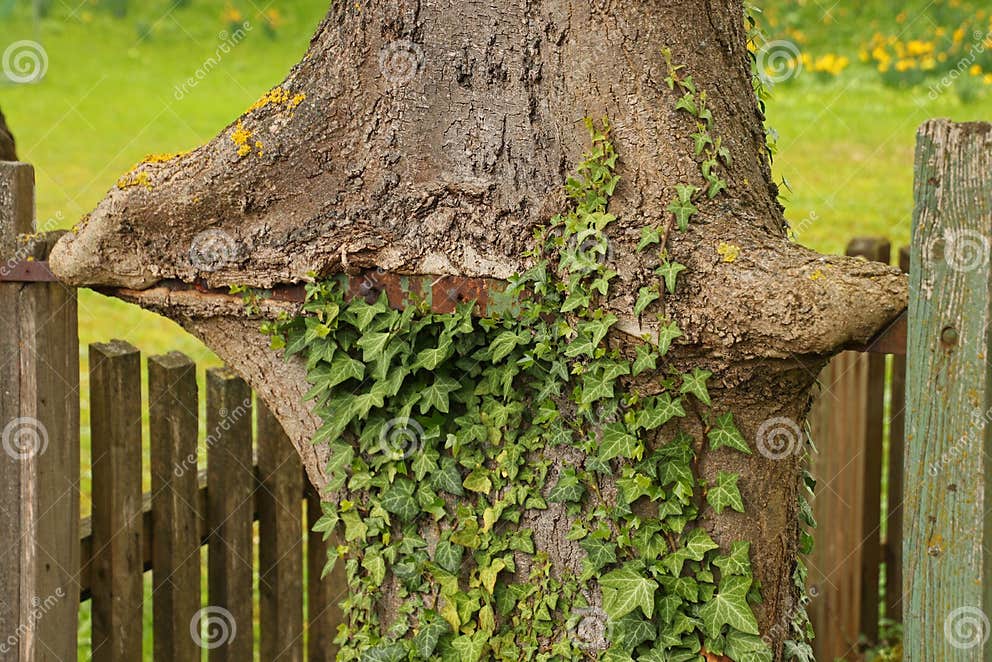 Tree stock photo. Image of clasps, braids, pathways, like - 90816748