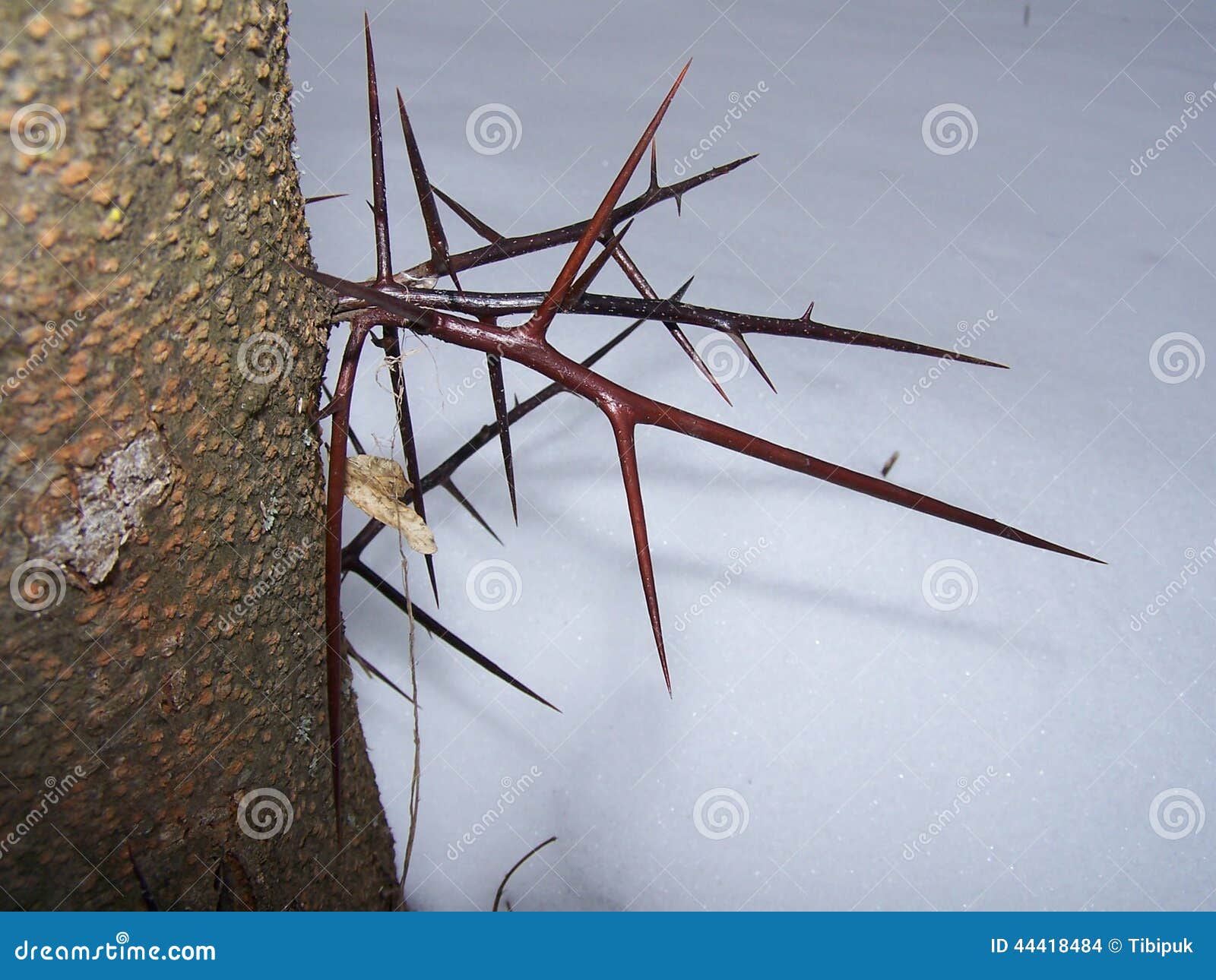 Tree claws editorial stock image. Image of beware, tree - 44418484