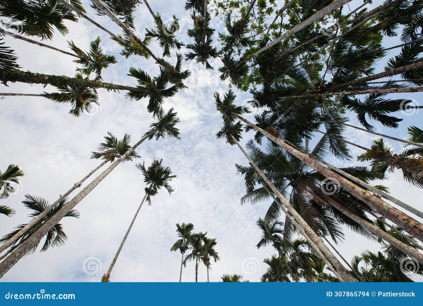 Tree with Clear Sky in Tropicana Stock Photo - Image of clean, holiday ...