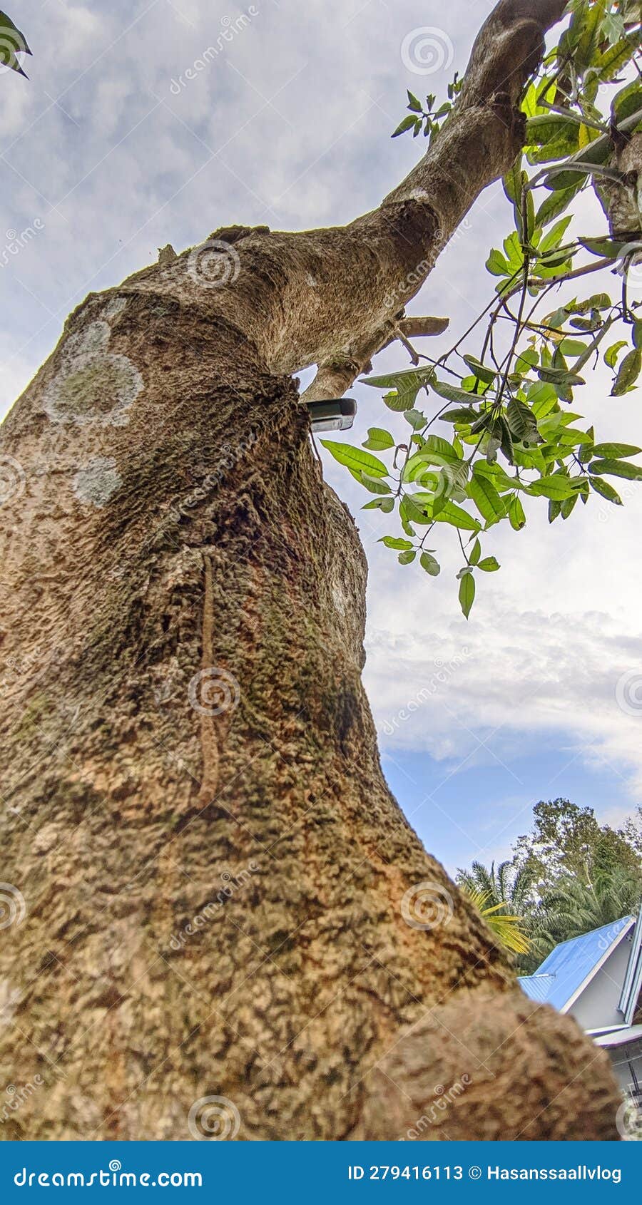 Tree in Clear White and Bluesky Stock Image - Image of clear, tree ...