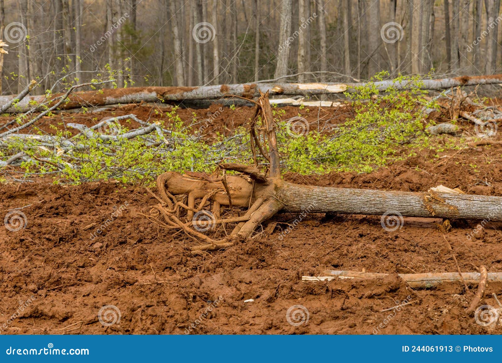 Tree Clearing for Housing Preparation Land New Residential Development ...