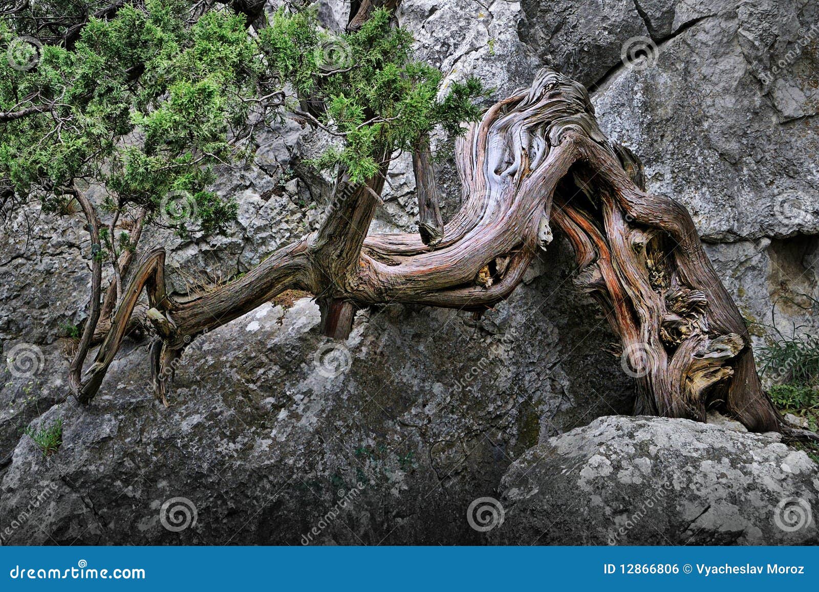 Tree On The Cliff Royalty Free Stock Image - Image: 12866806
