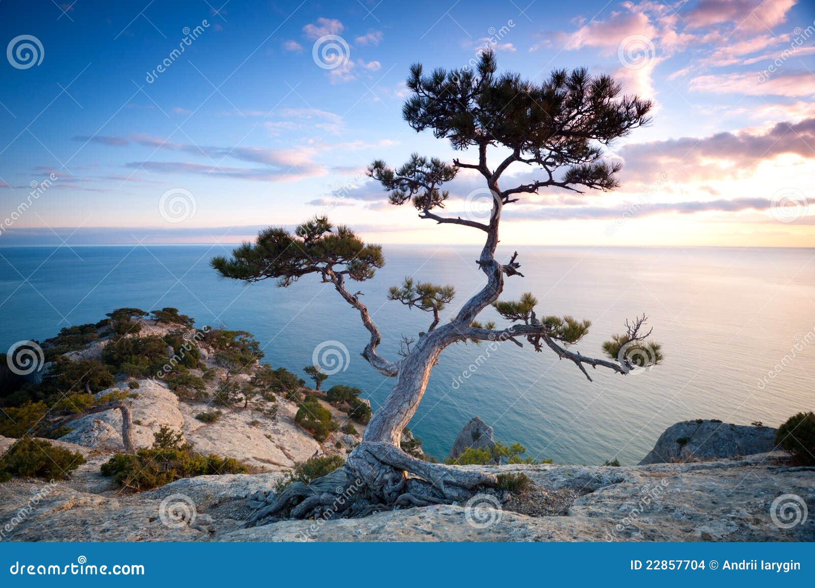 Tree on a cliff stock photo. Image of edge, rock, coastline - 22857704