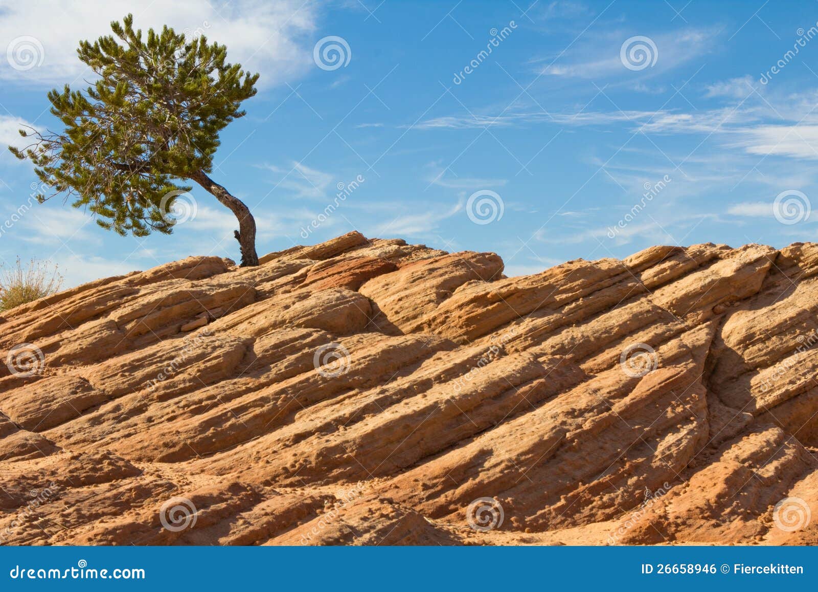 Tree on cliff stock photo. Image of beautiful, canyon - 26658946