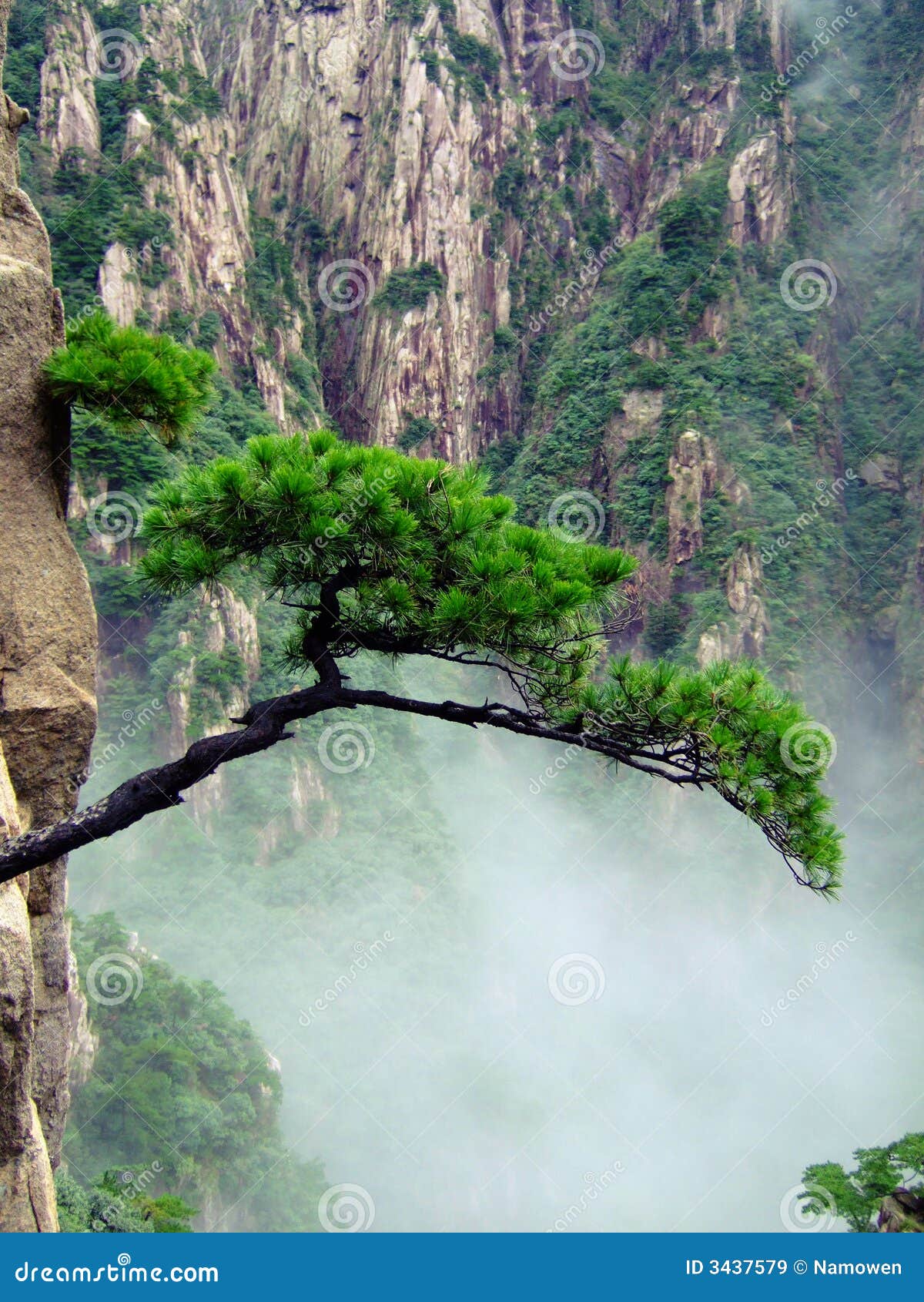 Tree on Cliff stock image. Image of gorge, mist, anhui - 3437579